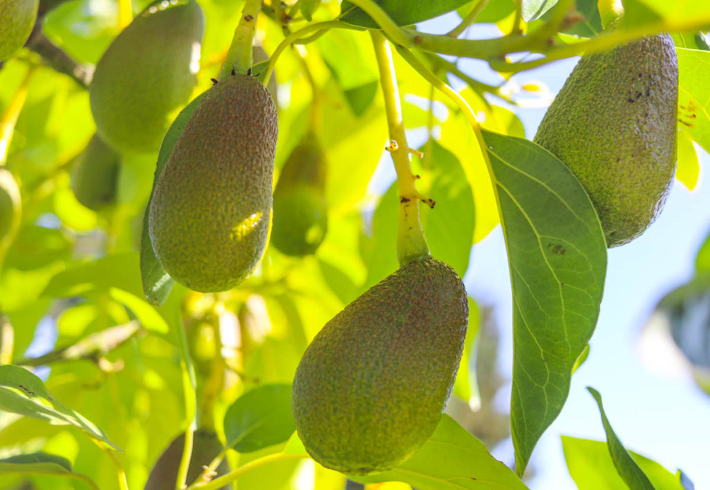 A Visit to Ken’s Bobcat Ridge Avocado Farm | California Rare Fruit Growers