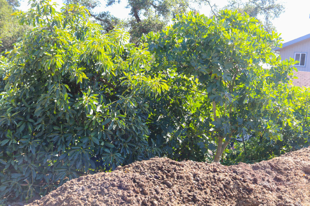 A Visit to Ken’s Bobcat Ridge Avocado Farm | California Rare Fruit Growers