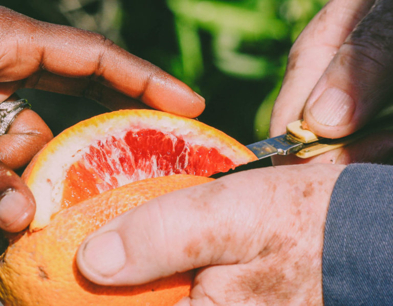 The Growing of Persimmons | California Rare Fruit Growers
