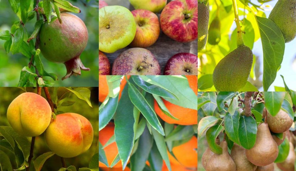 fruit-varieties-ogimage | California Rare Fruit Growers