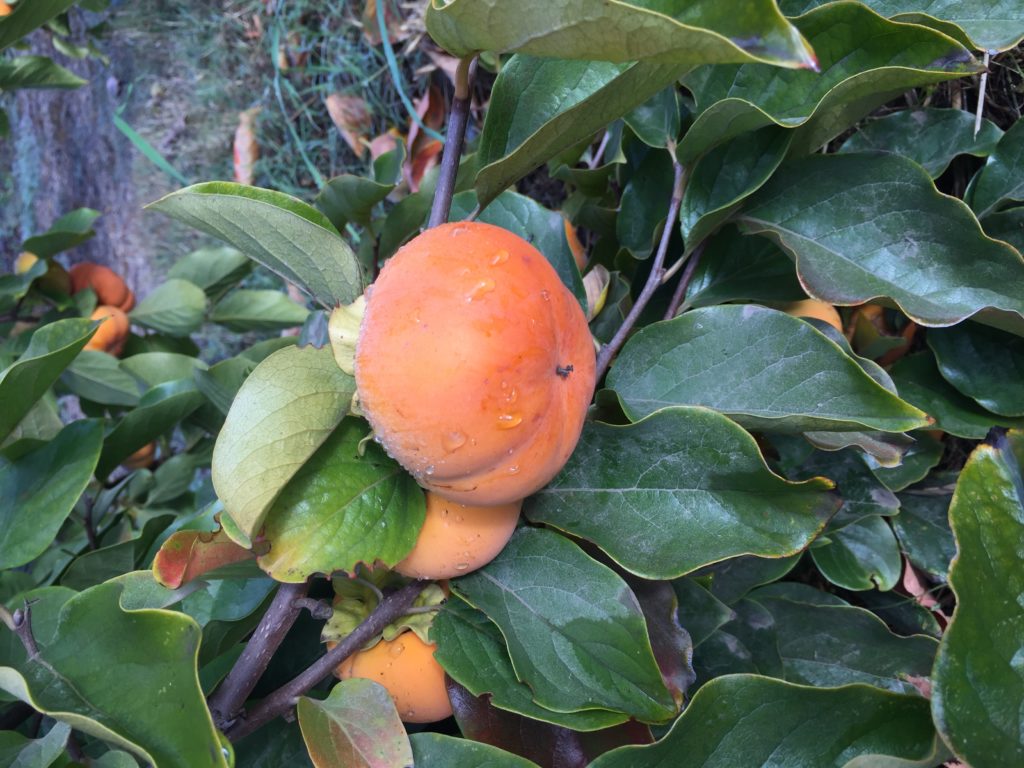 The Growing of Persimmons | California Rare Fruit Growers