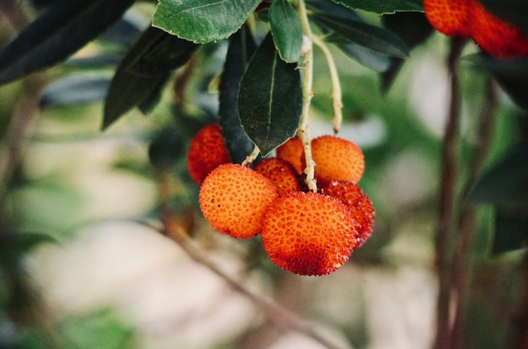 strawberry-tree | California Rare Fruit Growers