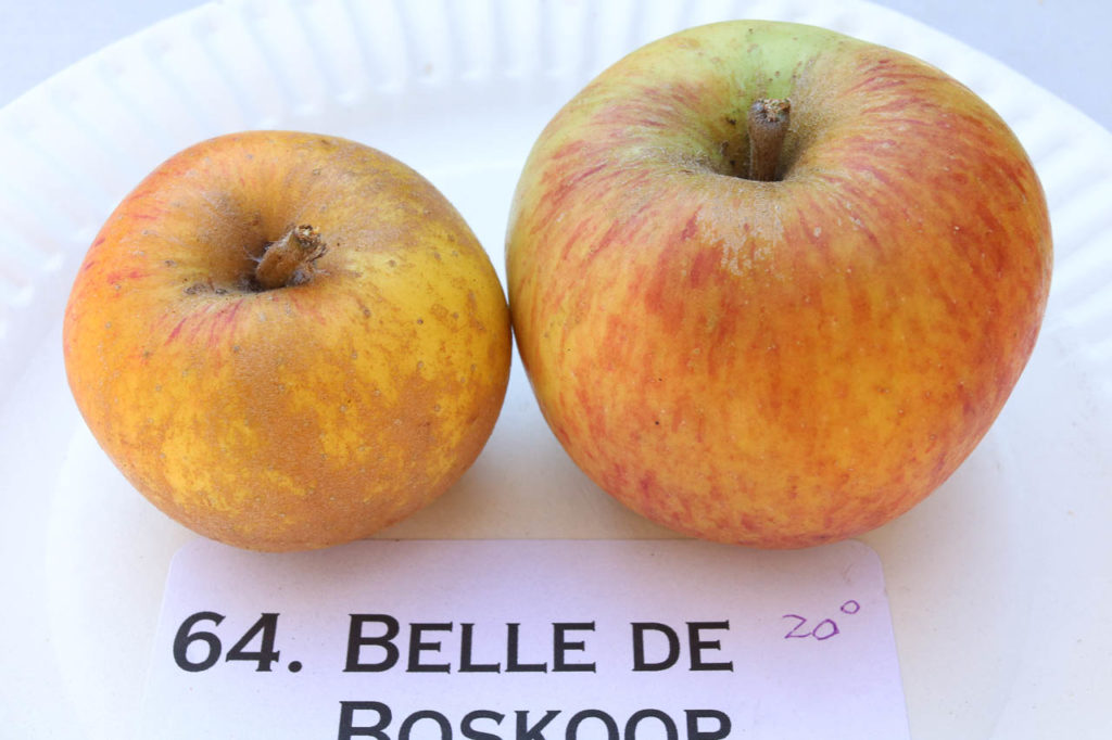 Belle de Boskoop apple | California Rare Fruit Growers