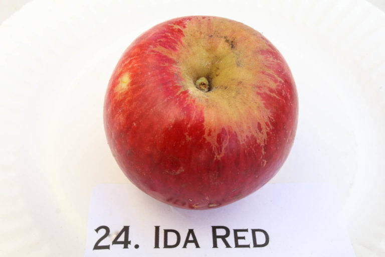 Ida Red apple | California Rare Fruit Growers