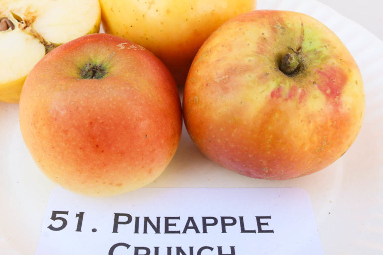 Tasting 77 California-Grown Apple Varieties | California Rare Fruit Growers