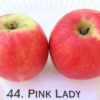 Tasting 77 California-Grown Apple Varieties | California Rare Fruit Growers