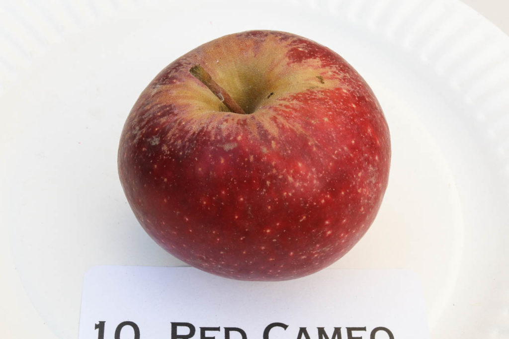 Red Cameo apple | California Rare Fruit Growers