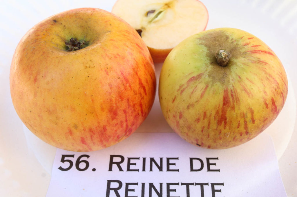 Reine de Reinette apple | California Rare Fruit Growers