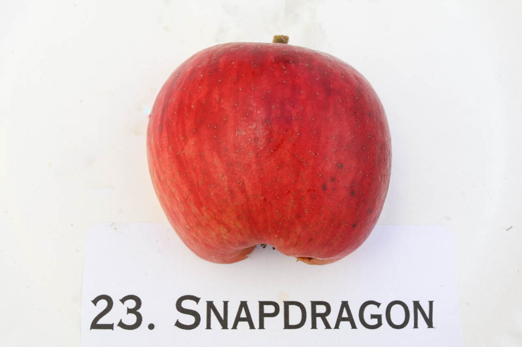 Snapdragon apple | California Rare Fruit Growers