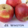 Tasting 77 California-Grown Apple Varieties | California Rare Fruit Growers
