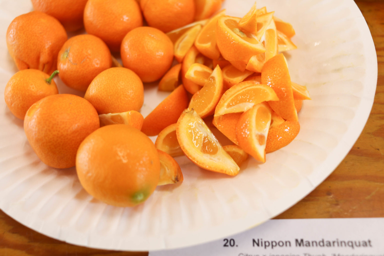 Nippon Mandarinquat | California Rare Fruit Growers