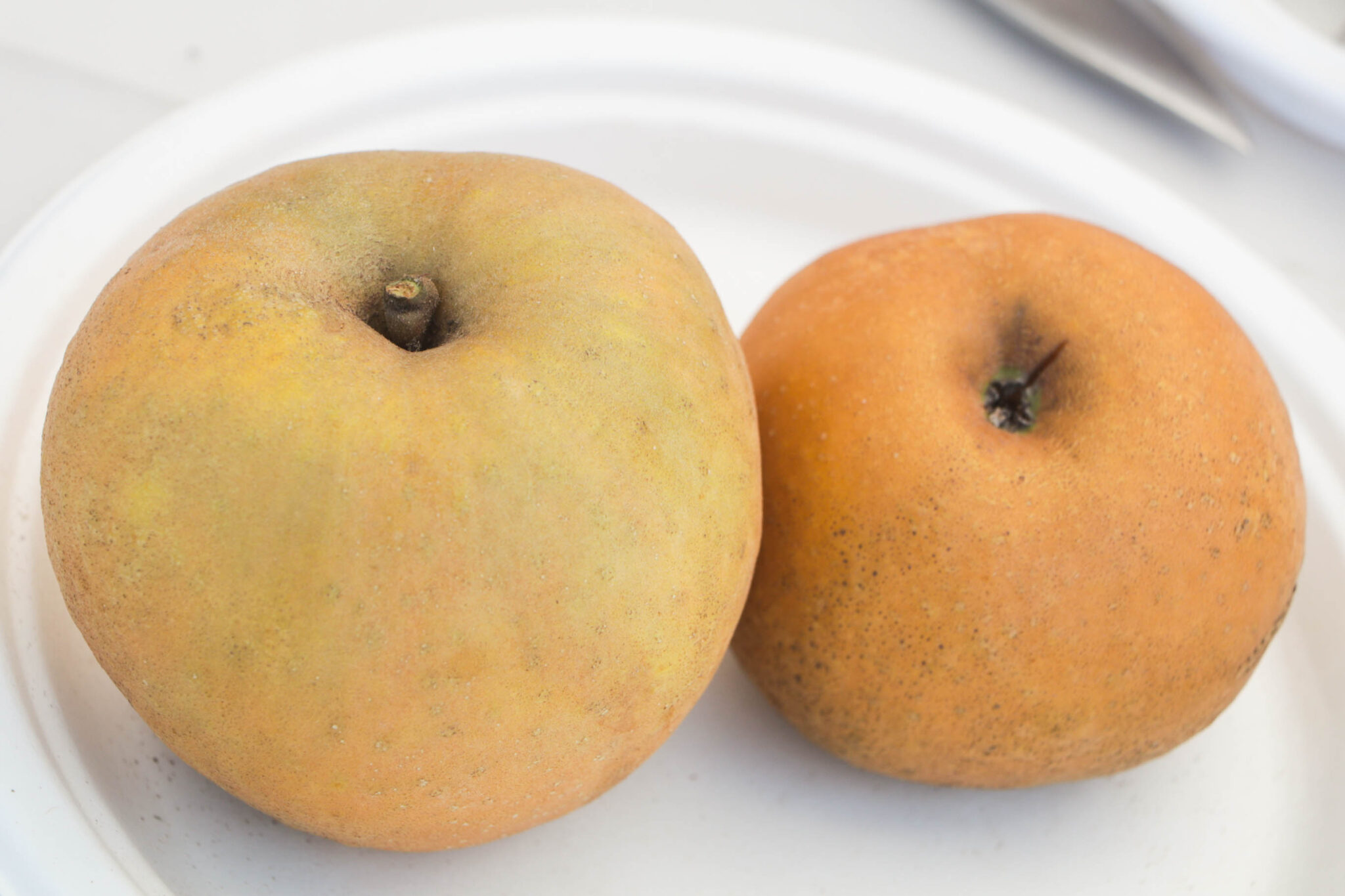 Hudson’s Golden Gem apple | California Rare Fruit Growers